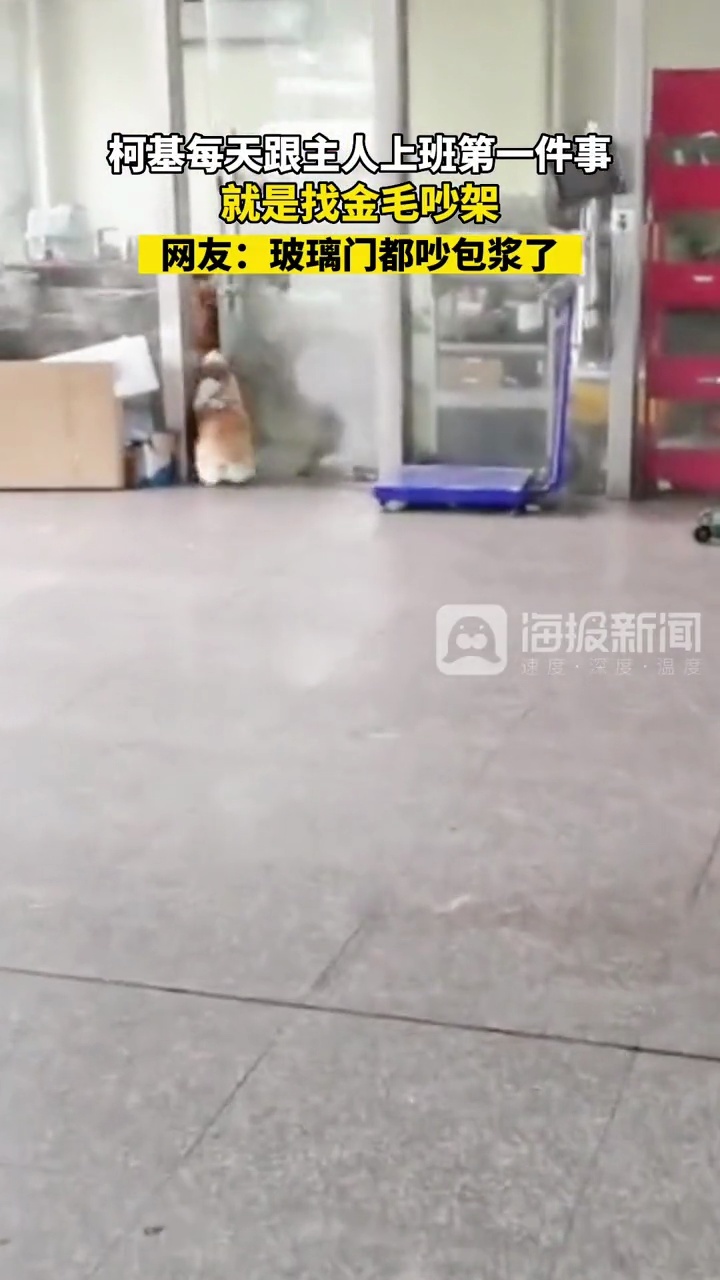 #狗狗 每天跟主人上班的第一件事就是和大狗吵架!拉都拉不开#万万没...