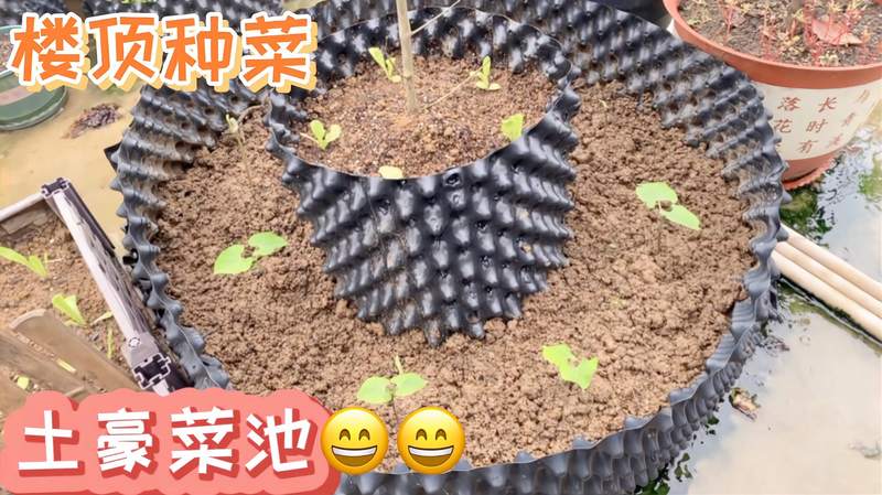 楼顶种菜,选择控根器做菜池,便捷、透气、还便宜,菜也越种越好