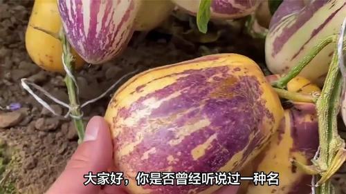 人参果怎样吃才正确?水分堪比西瓜,既是蔬菜也是水果