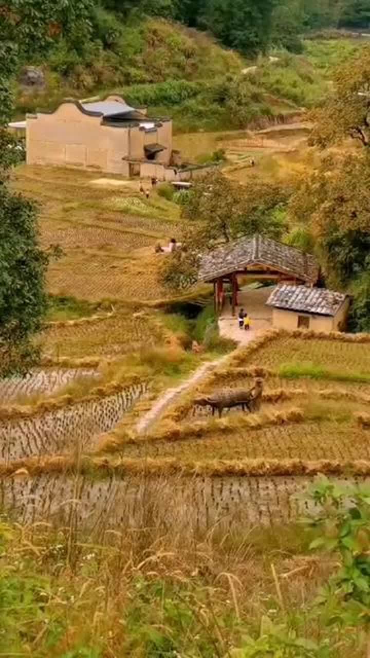 国庆节老家打谷子,也是一幅美丽的图画 乡村美景