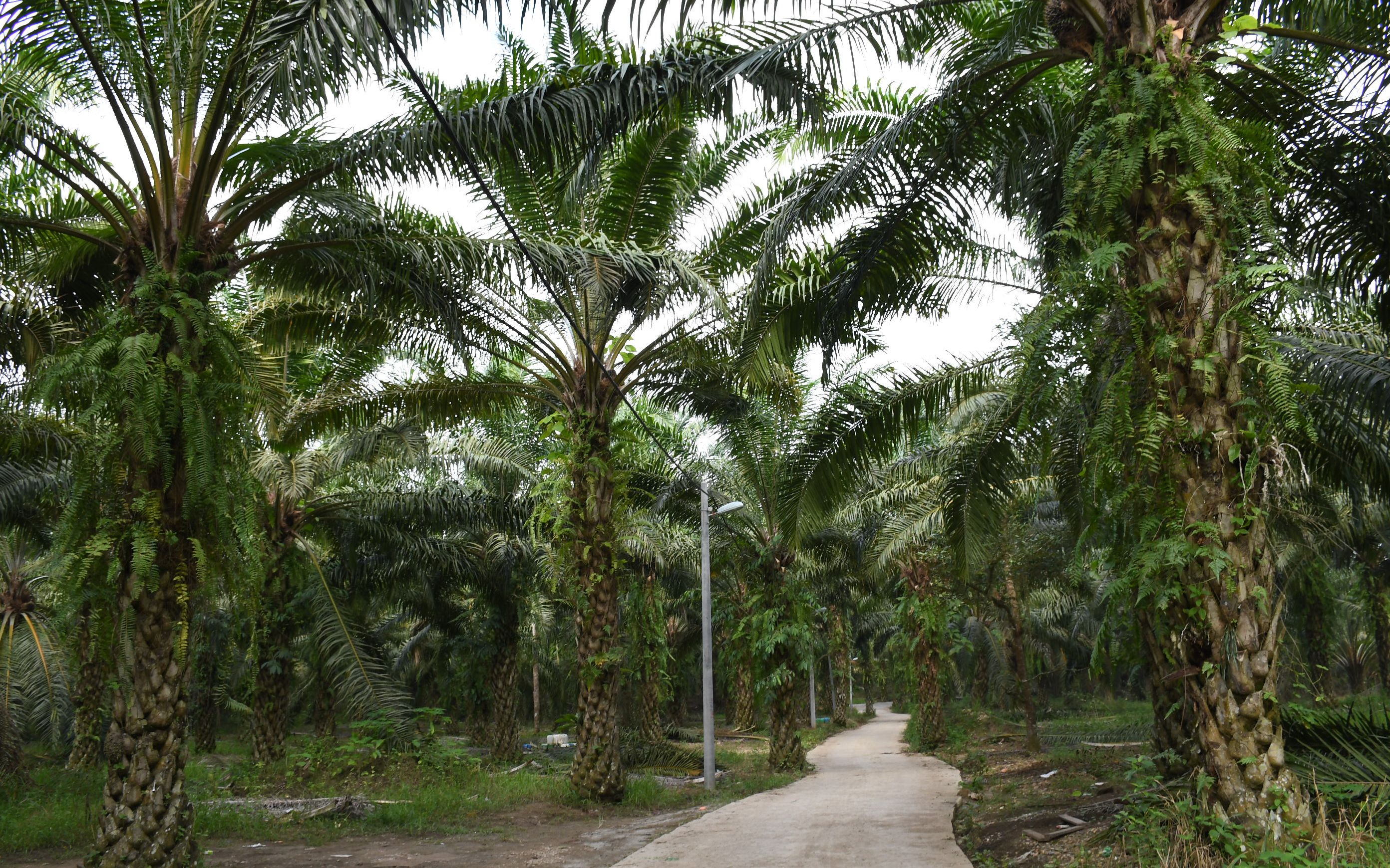 ...怡保朋友种植的油棕园,油棕有“世界油王”之称,果肉可榨出棕榈油。