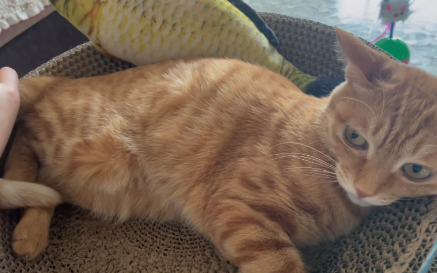 小猫咪信任度测试