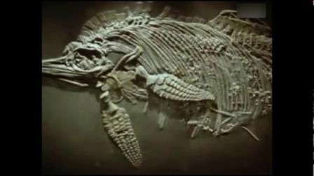 107.生物进化的历程