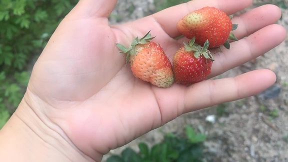 #我要上头条# #咱家真有矿# 自己种的草莓