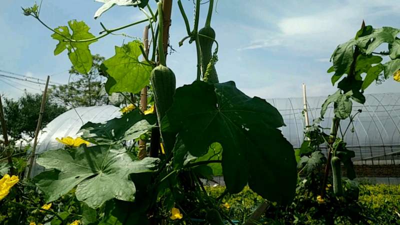 走进田园:种植丝瓜技巧很重要,高产才是目的