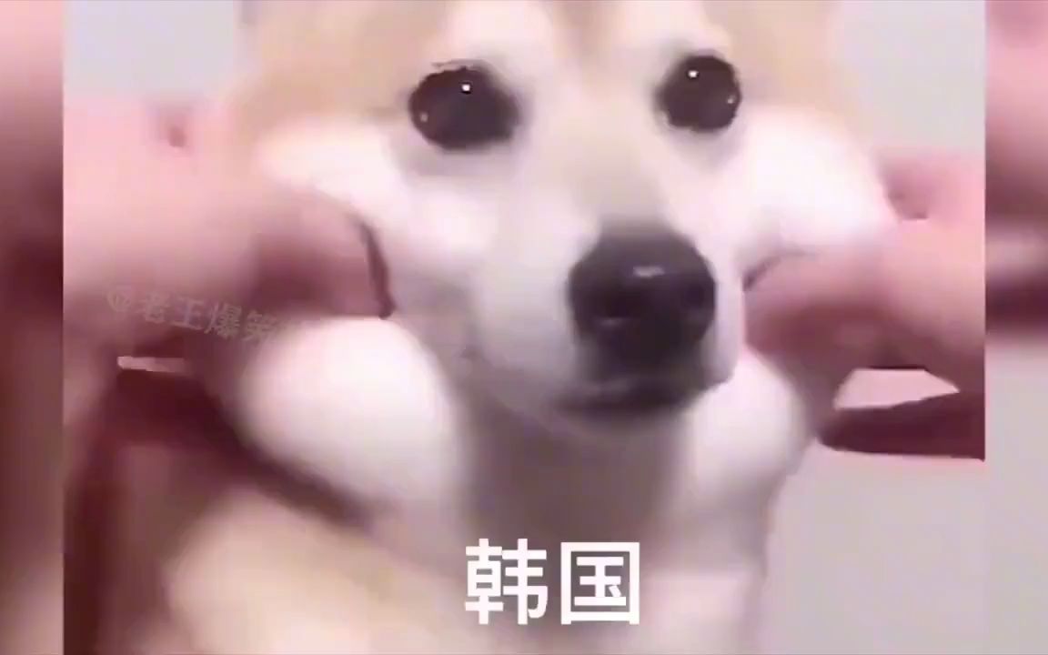盘点不同国家的人vs俄罗斯人感受战斗名族的压迫感