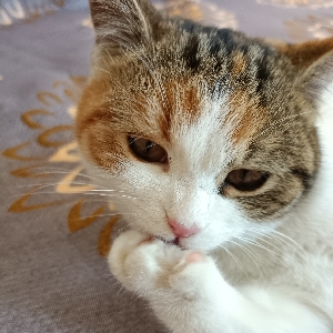 呜哩哇啦胖婶 