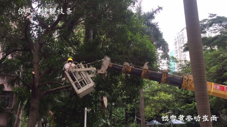 20200720修剪完又被砍去,20多年的芒果树和大王椰一命呜呼,心疼