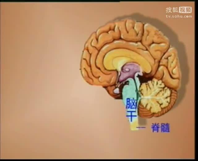 神经系统的组成及功能