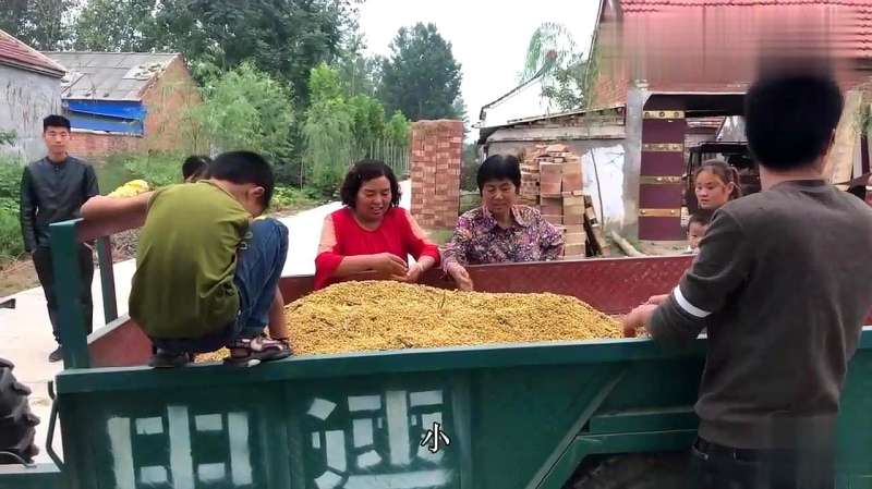 小哥家用拖拉机收黄豆,不知是减产了还是增收了,现场议论纷纷!