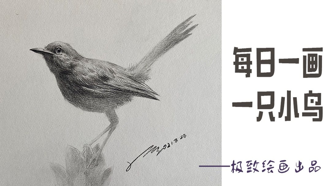 素描教程每日一画:一只小鸟1