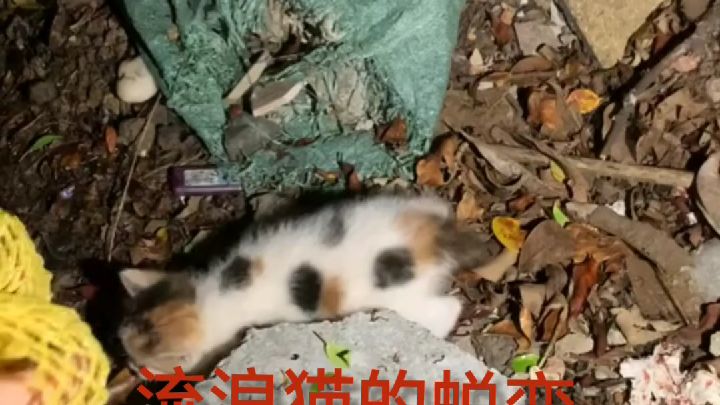 遇到流浪猫就带回家吧。每个猫都是可爱的