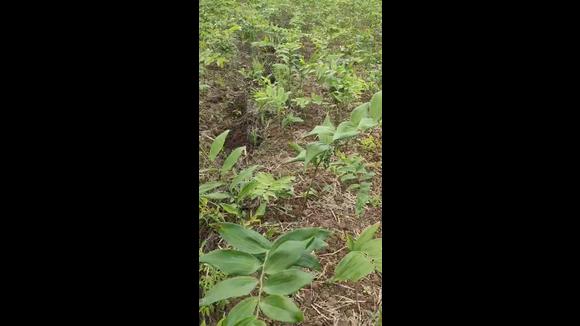 黄精黄精今天它来了