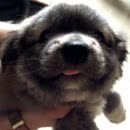 苍崎家的橙子桑 