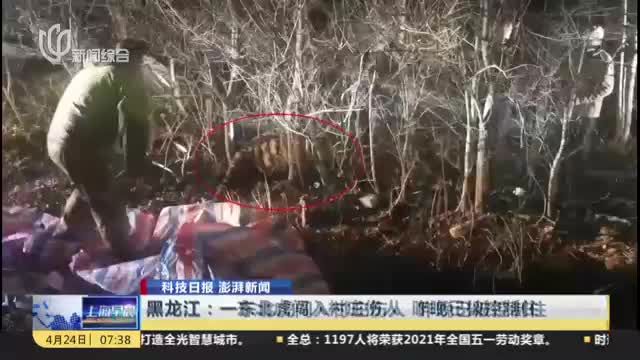 黑龙江:一东北虎闯入村庄伤人 昨晚已被控制住