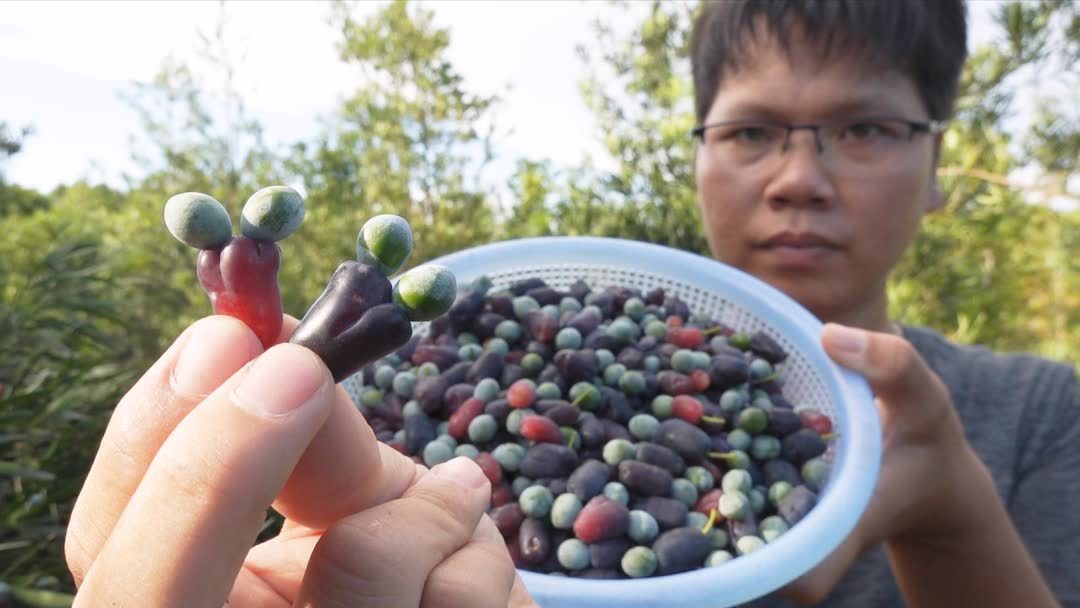 摘罗汉松果泡酒,果子好甜,罗汉松果泡酒详细教程