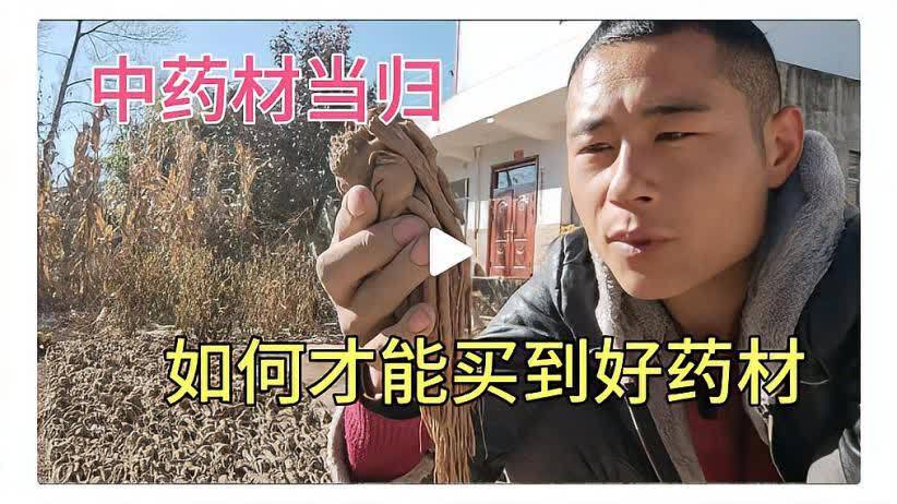当归!购买药材前是如何选择药材的?原来你买的都是硫磺熏过的