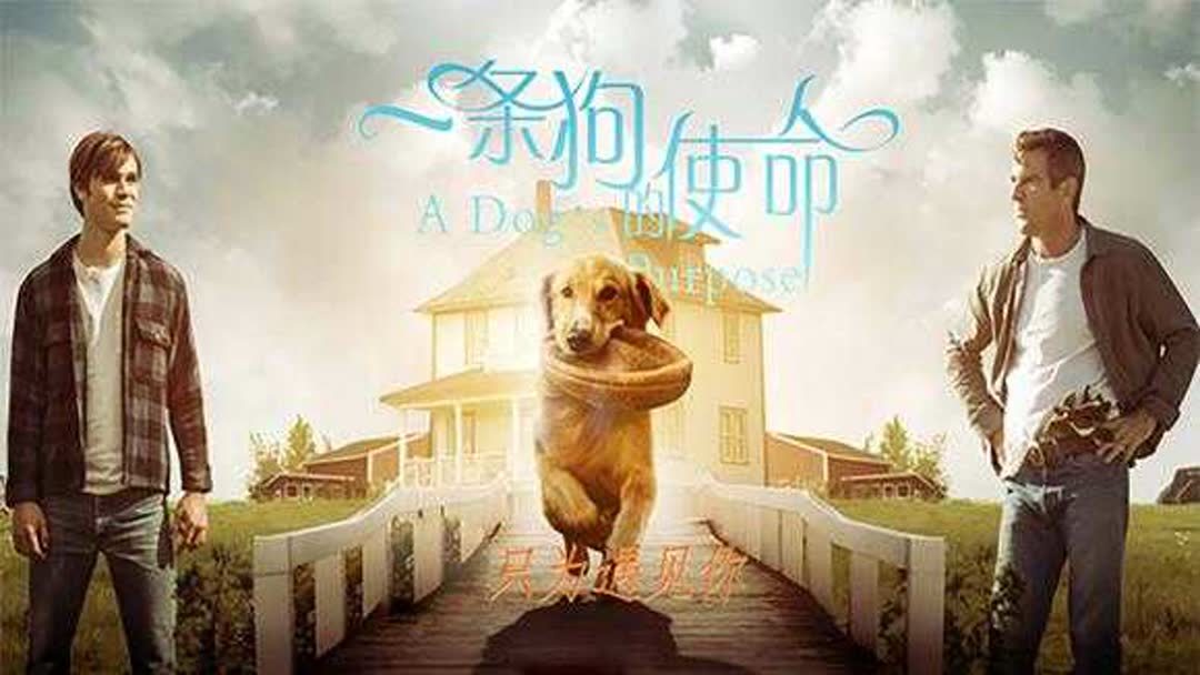 超治愈的狗狗电影,带着前世记忆轮回转生,只为遇见你