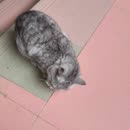 挖掘机顽疾视频 