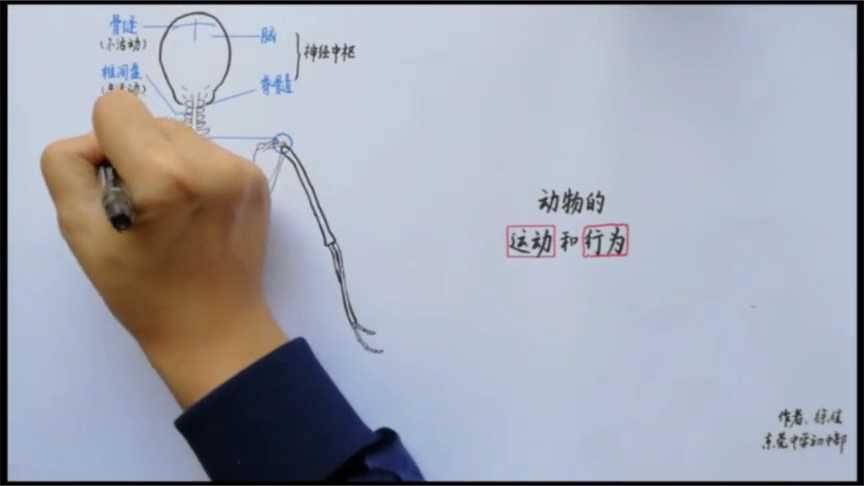 五分钟思维导图复习为动物的运动和行为