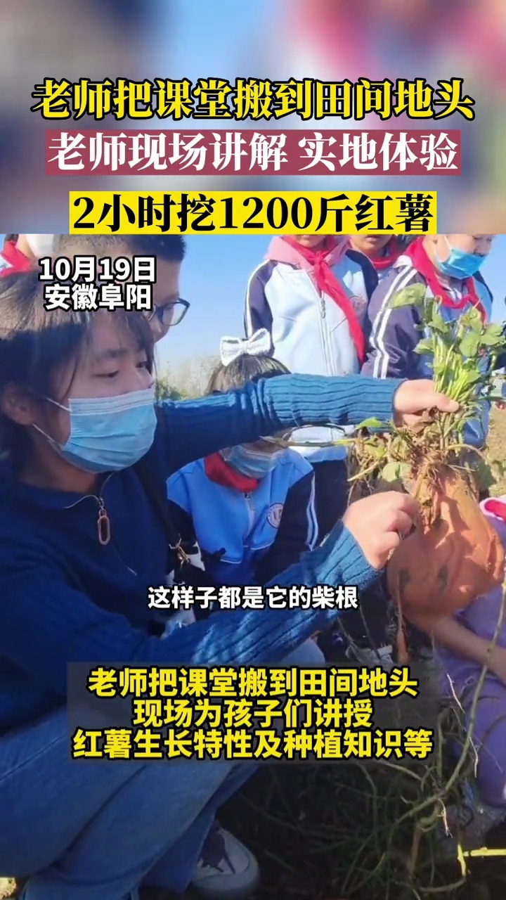 老师把课堂搬到田间地头,老师现场讲解 实地体验,2小时挖1200斤红薯#...