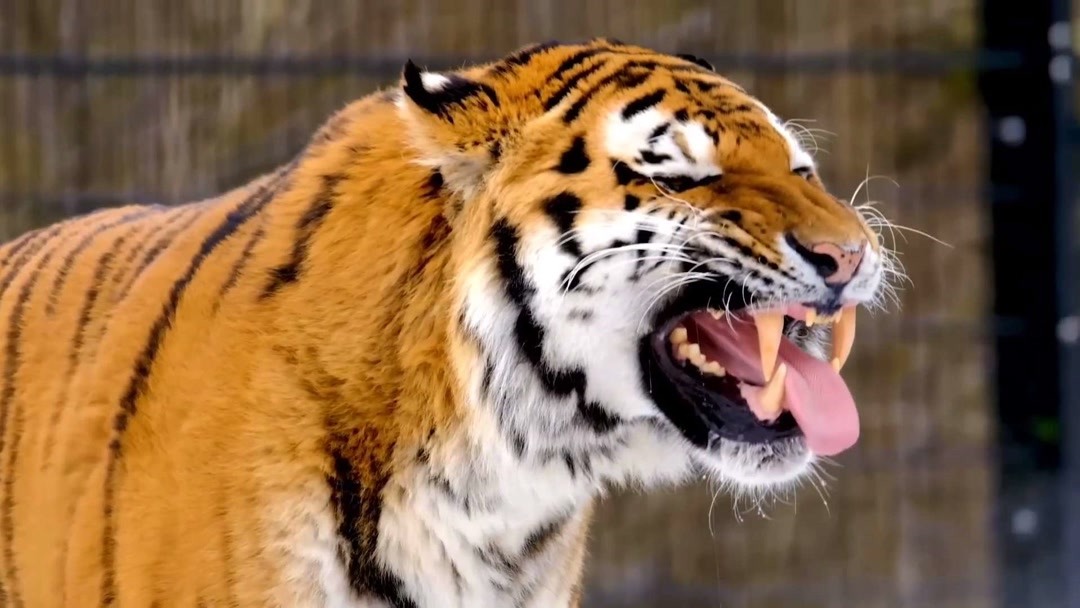 丛林动物世界 第17集 认识大老虎