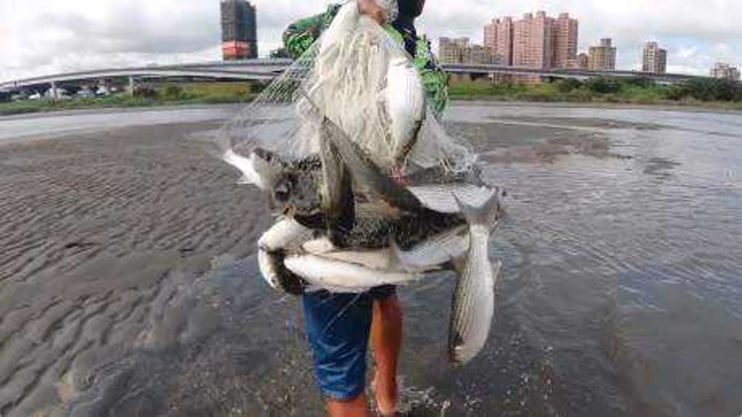 撒网打鱼:沉甸甸,好多鱼