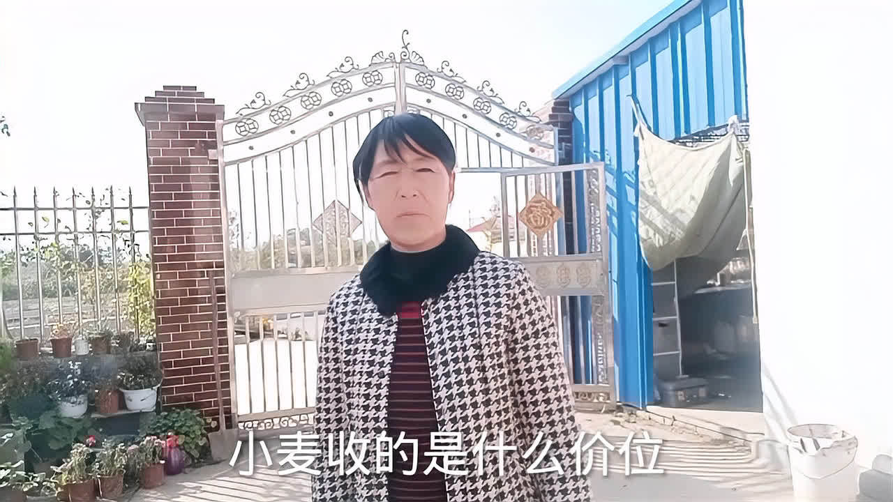 小麦收购价是多少?心想买点,结果没买到