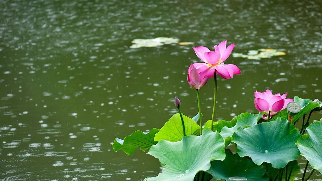 八上-17-《昆明的雨》诵读