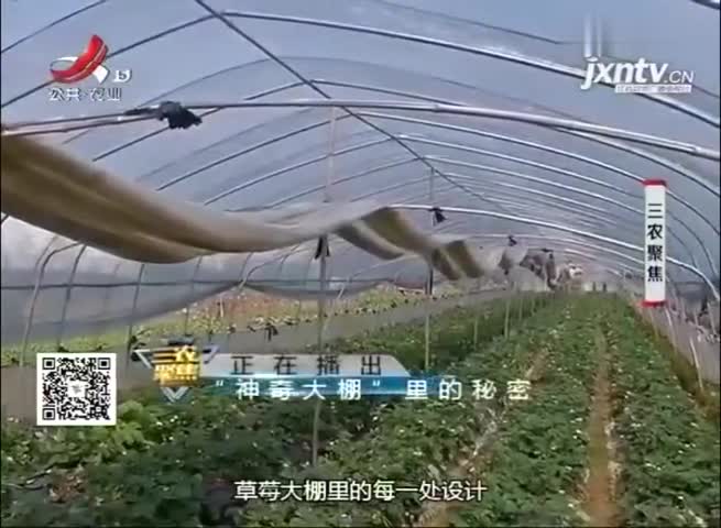 “早春第一果”草莓市场价格昂贵,称要40多块钱一斤