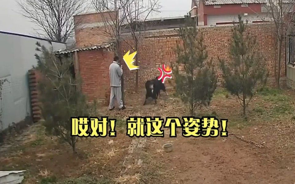 两只藏獒打架,主人劝架未果,竟拿出手机拍视频