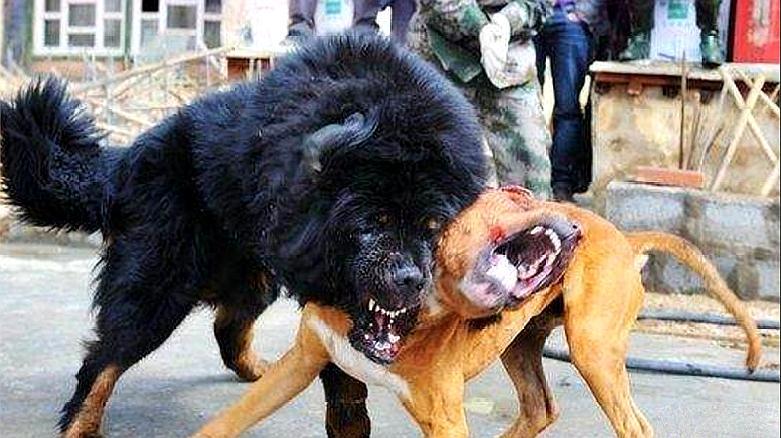 世界上最凶狠的狗,打起架来誓死不休,连藏獒都怕它!