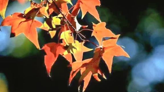 ...最美记忆。爆款微单租赁低至159元/5天,全网最低价。#红叶 #相机租赁