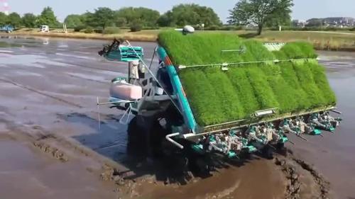 外国现代化农机水稻种植技术,省时省力效益高!