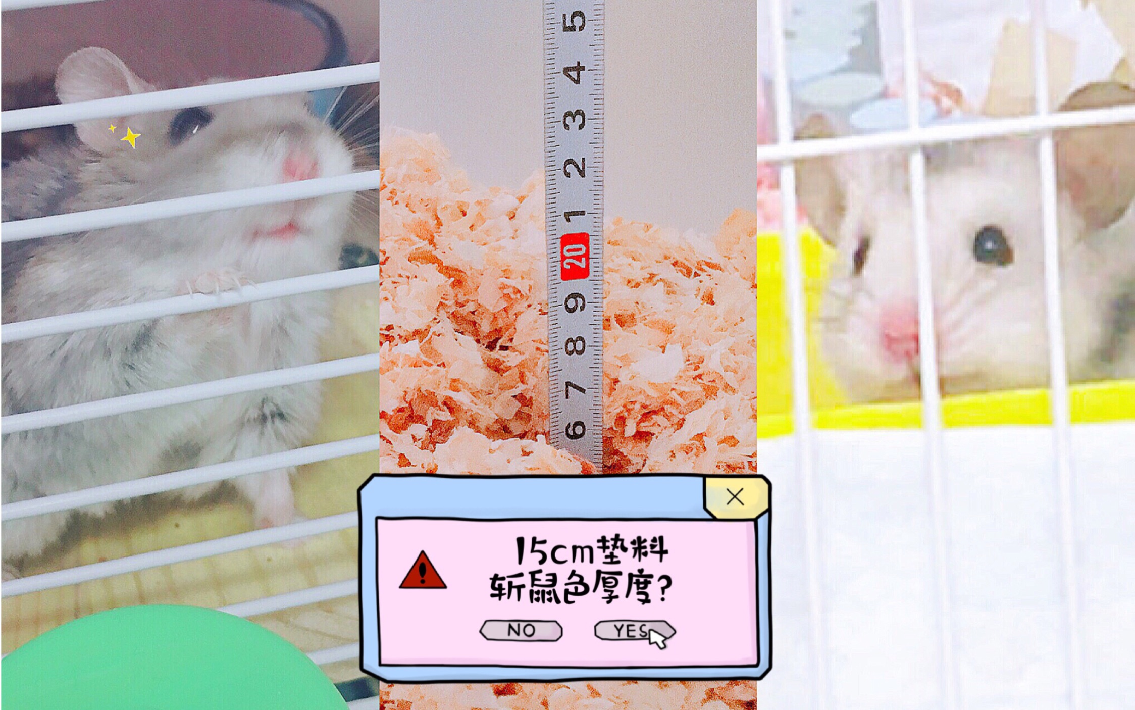 【仓鼠】开辟15cm垫料分区后阿仓们的观察日记