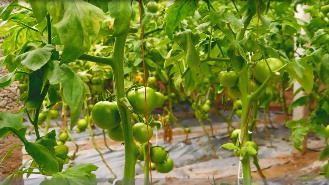 你还用传统方法种番茄?难怪果小产量低,试试新方法一次能摘一堆