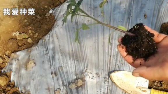 家庭种菜,番茄苗移栽注意事项