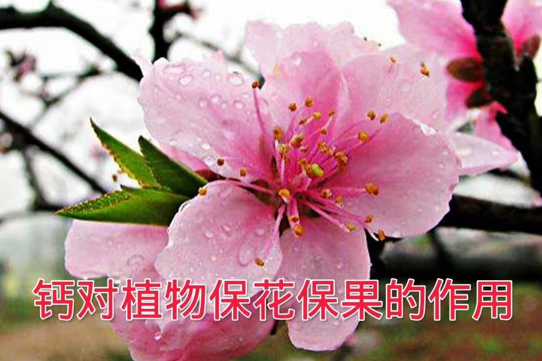 钙对植物保花保果的作用有哪些?