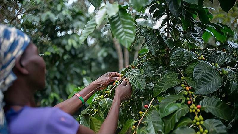 云南扩大咖啡生产加工