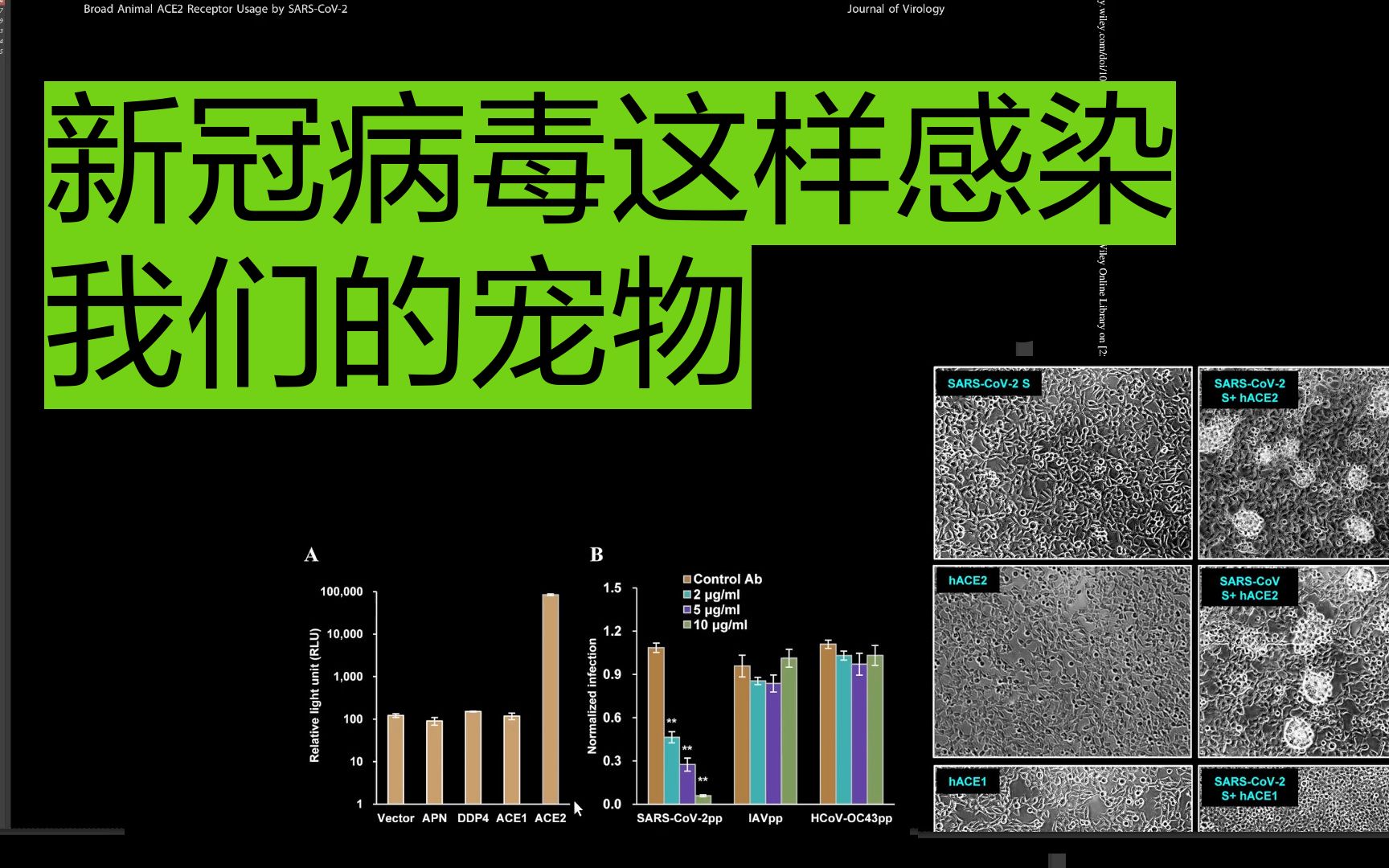 阳了,家里的猫狗该担心了… 全方位解析奥秘克戎对宠物/动物的感染