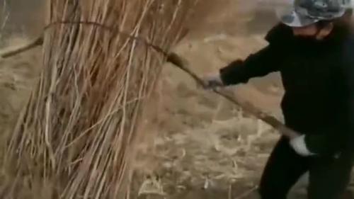 民间高手发明的捆绑神器,只要俩人配合完美,再多的柴胡也能捆绑完!