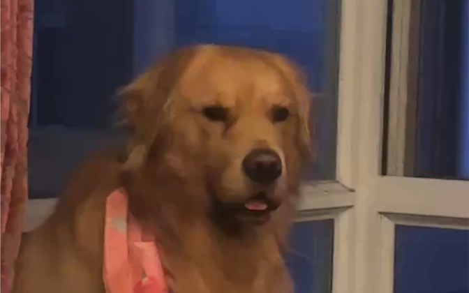 到饭点等待粑粑做饭的狗肉