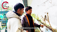 刺嫩芽是一种野生菜,有不少功效,在大棚里面种植有助于系统化管理