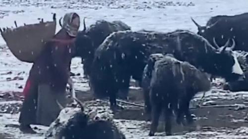 少数民族大妈冒着雪花,收集牛粪回家烤火,简单的生活!