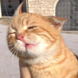150斤的橘猫 