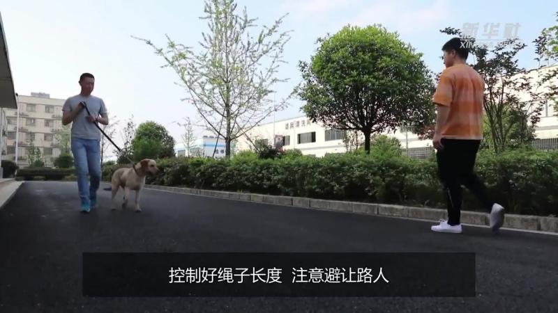 【警犬演示遛狗有效拴绳】5月1日起,新《中华人民共和国动物防疫法...