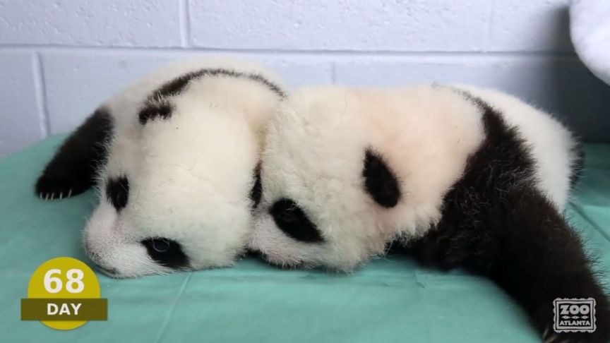 2分钟看完软萌熊猫的出生100天变化过程!