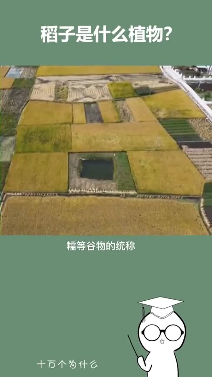 稻子是什么植物十万个为什么星河知识计划水稻植物科普杂交.