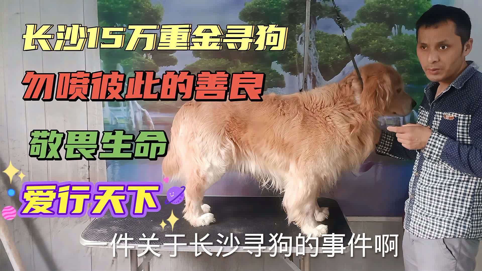 长沙女子15万悬赏寻狗,勿喷别人的善良,敬畏生命,爱行天下