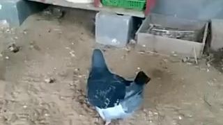 巨型信鸽,谁告诉我这货如何送信